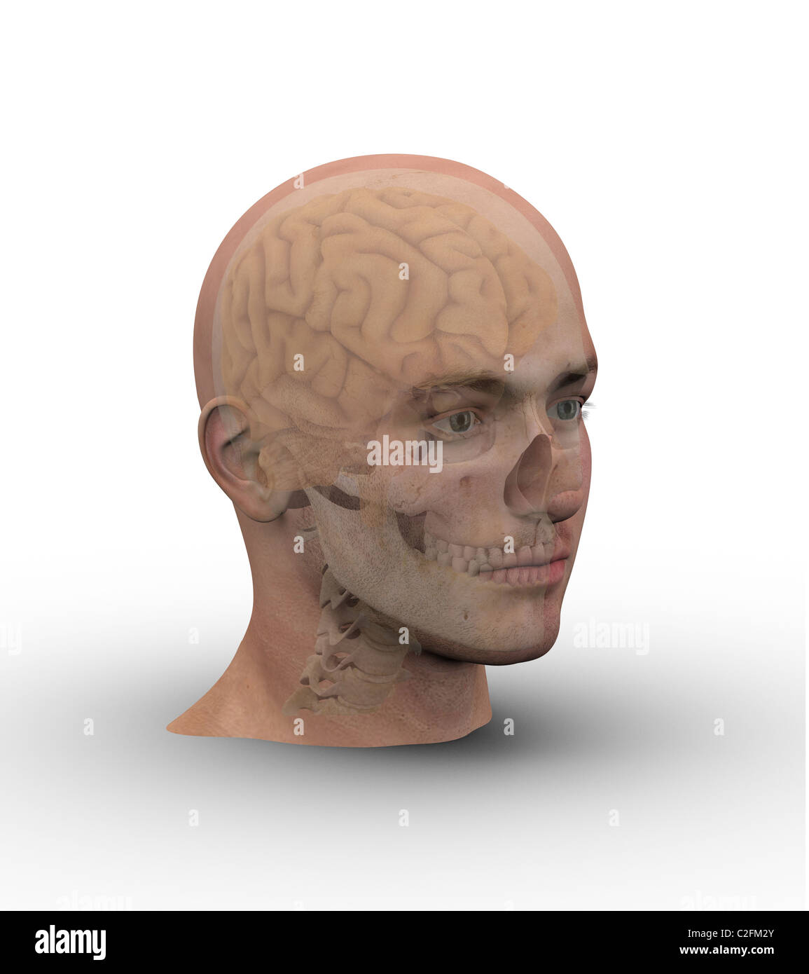 Tête humaine 3d Banque d'images détourées - Alamy
