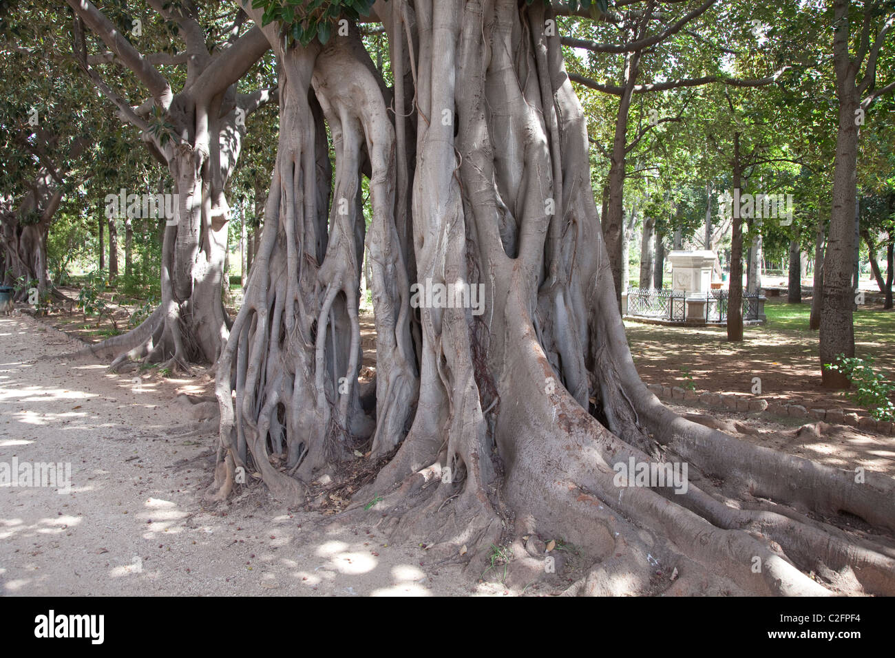 Ficus magnolia Banque de photographies et d’images à haute résolution ...