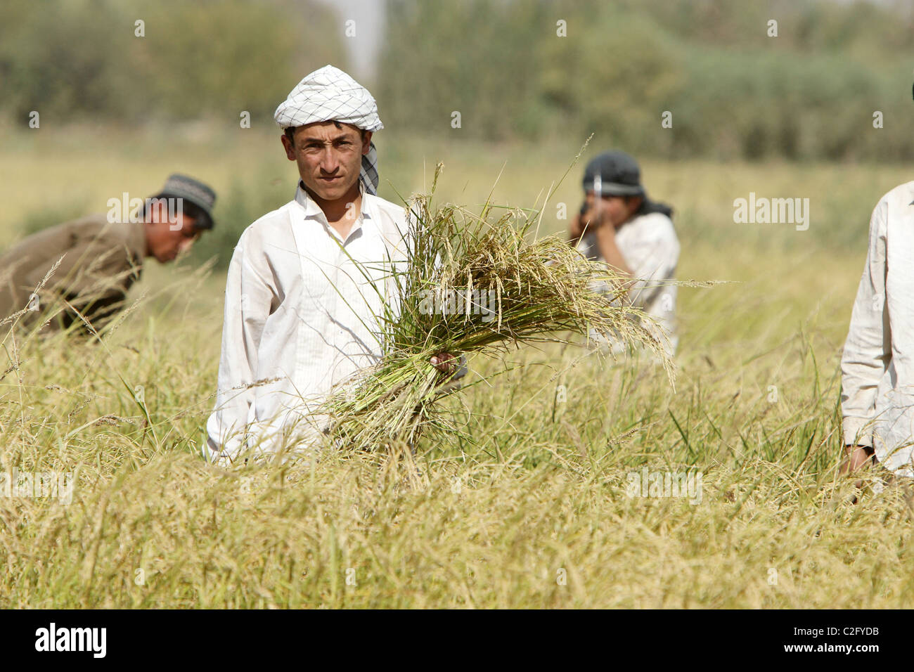Les hommes de la récolte du riz, Kunduz, Afghanistan Photo Stock - Alamy
