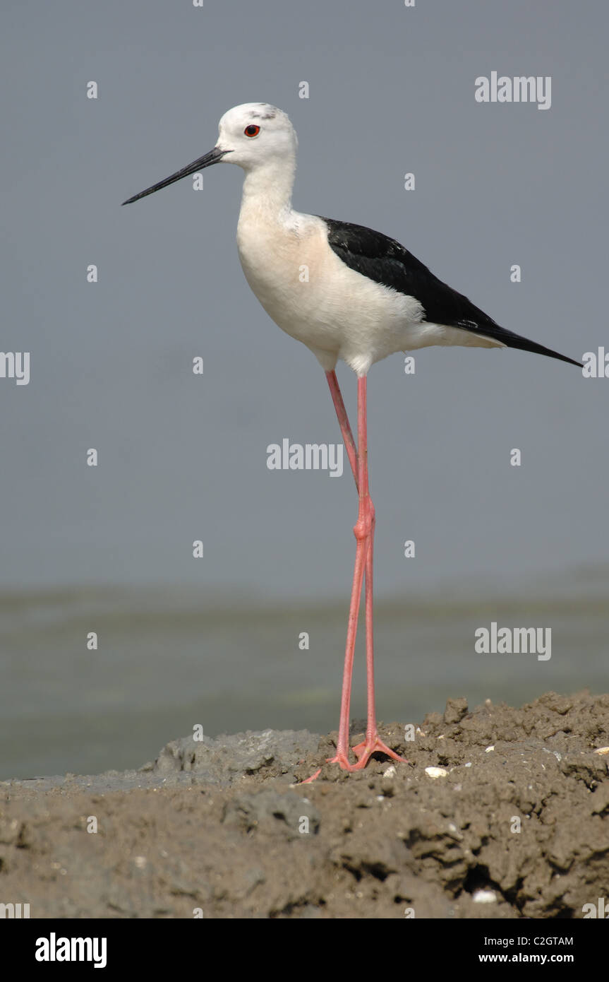échassier oiseau Banque de photographies et d’images à haute résolution ...
