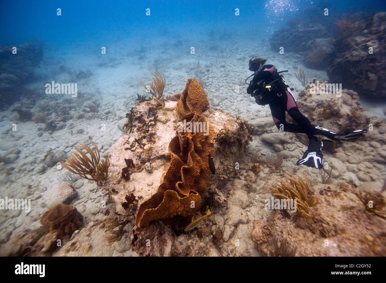 En plonge Banque de photographies et d’images à haute résolution - Alamy
