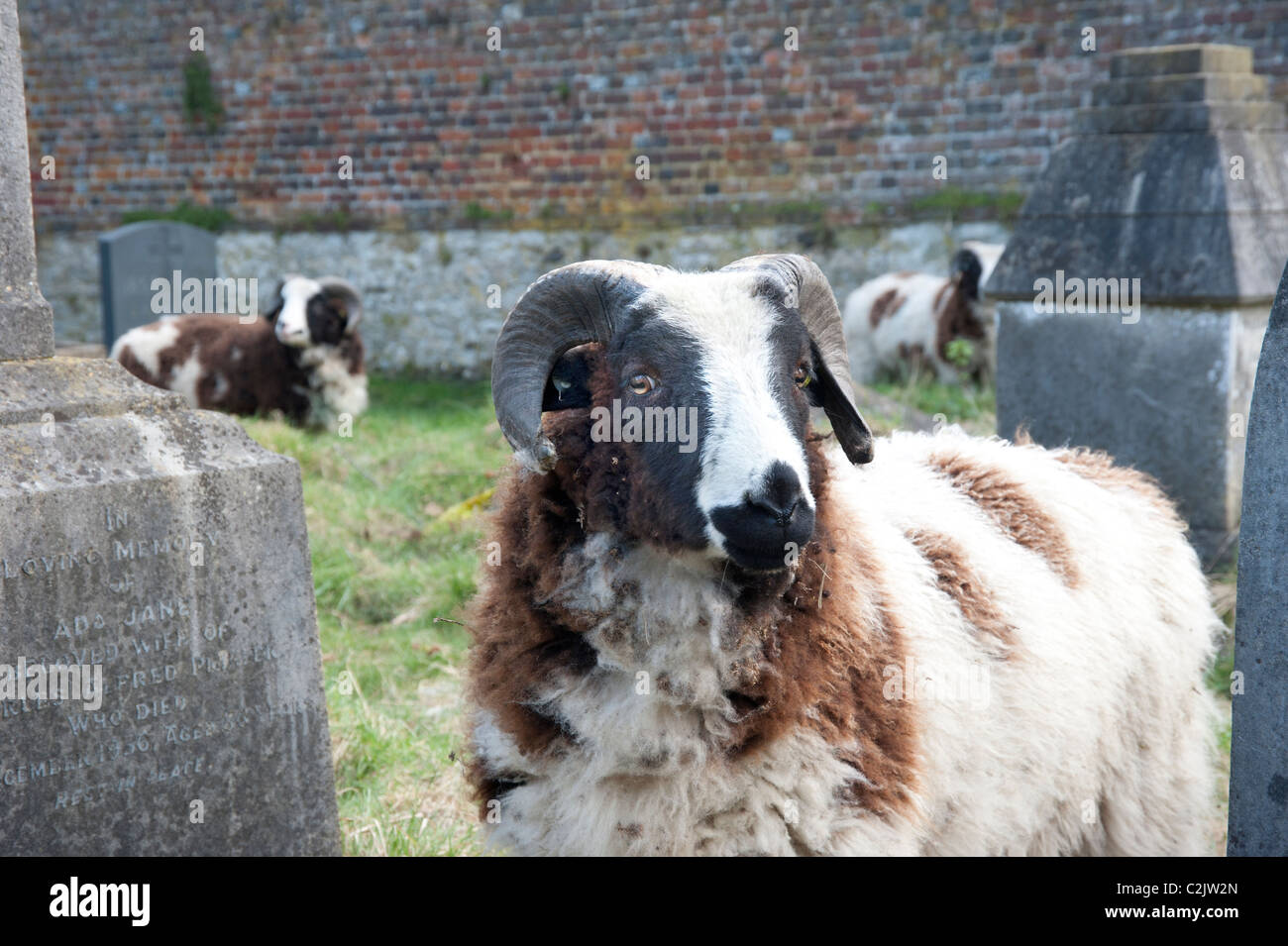 Moutons jacob Banque de photographies et d’images à haute résolution ...