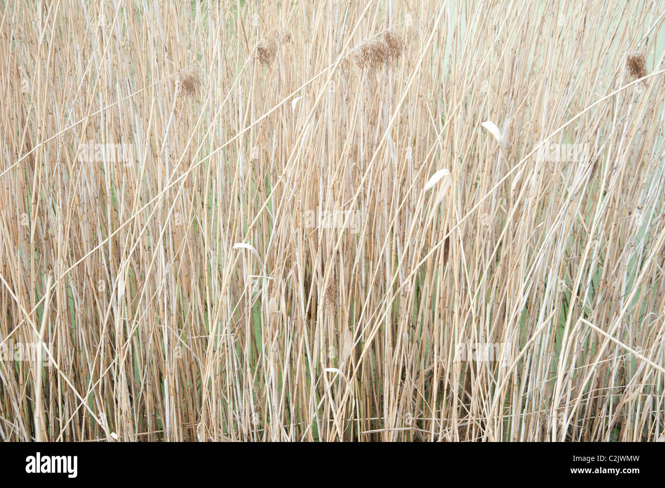 Gros plan des roseaux Banque de photographies et d’images à haute ...