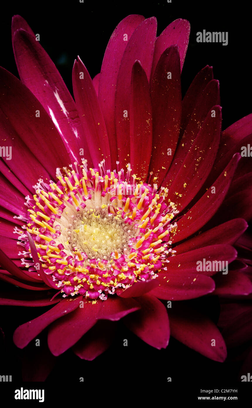 Fleur de gerbera germini Banque de photographies et d’images à haute ...