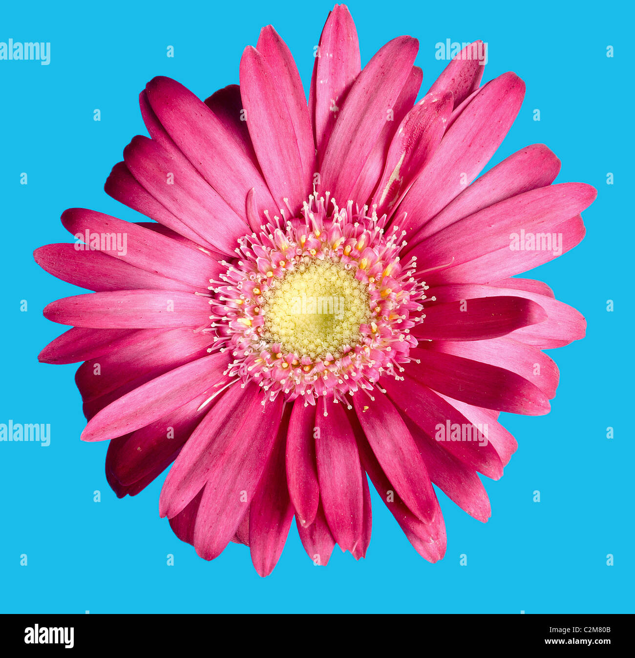 Fleur de gerbera germini Banque de photographies et d’images à haute ...