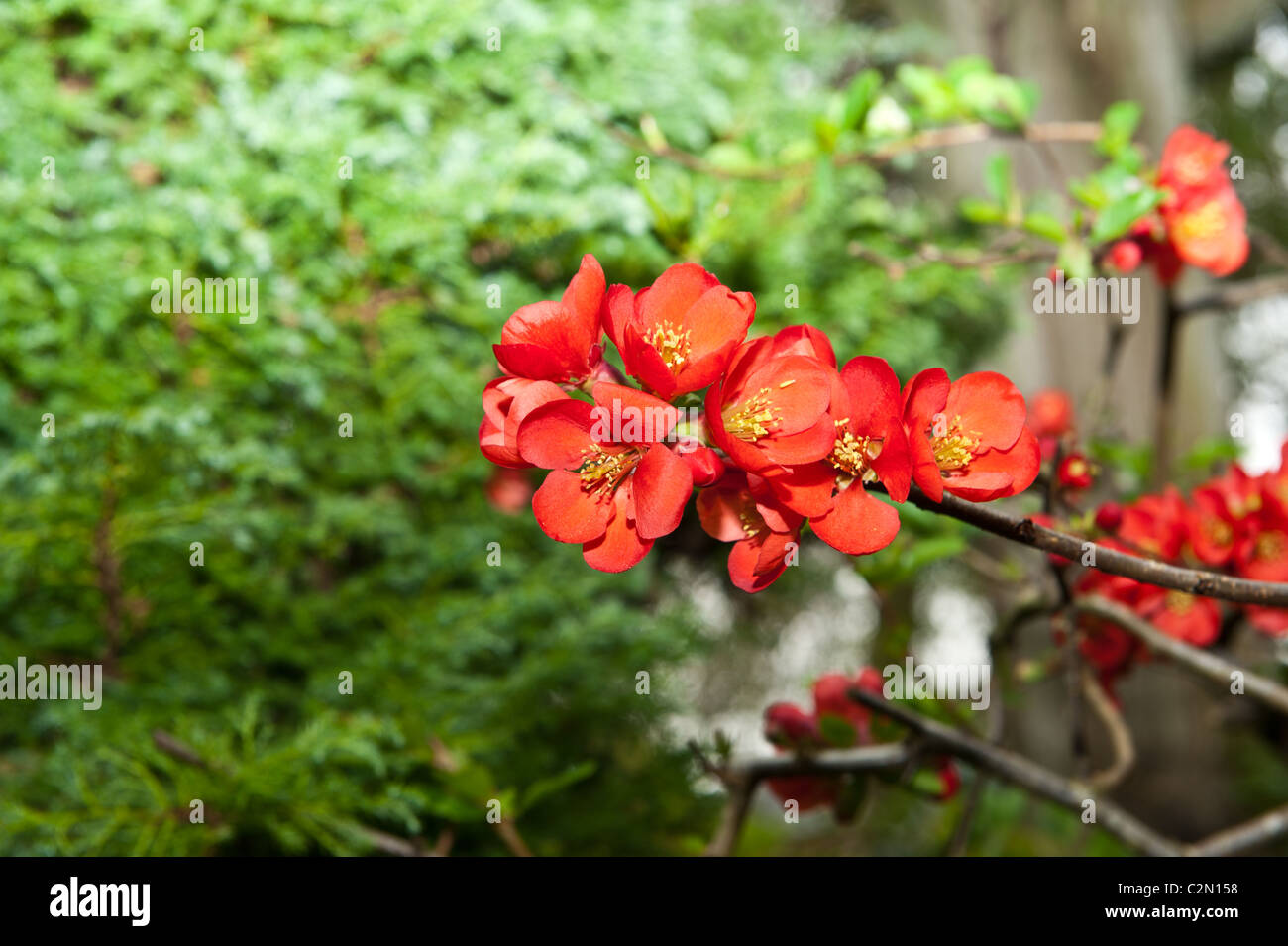 Rose japonaise Banque de photographies et d’images à haute résolution ...