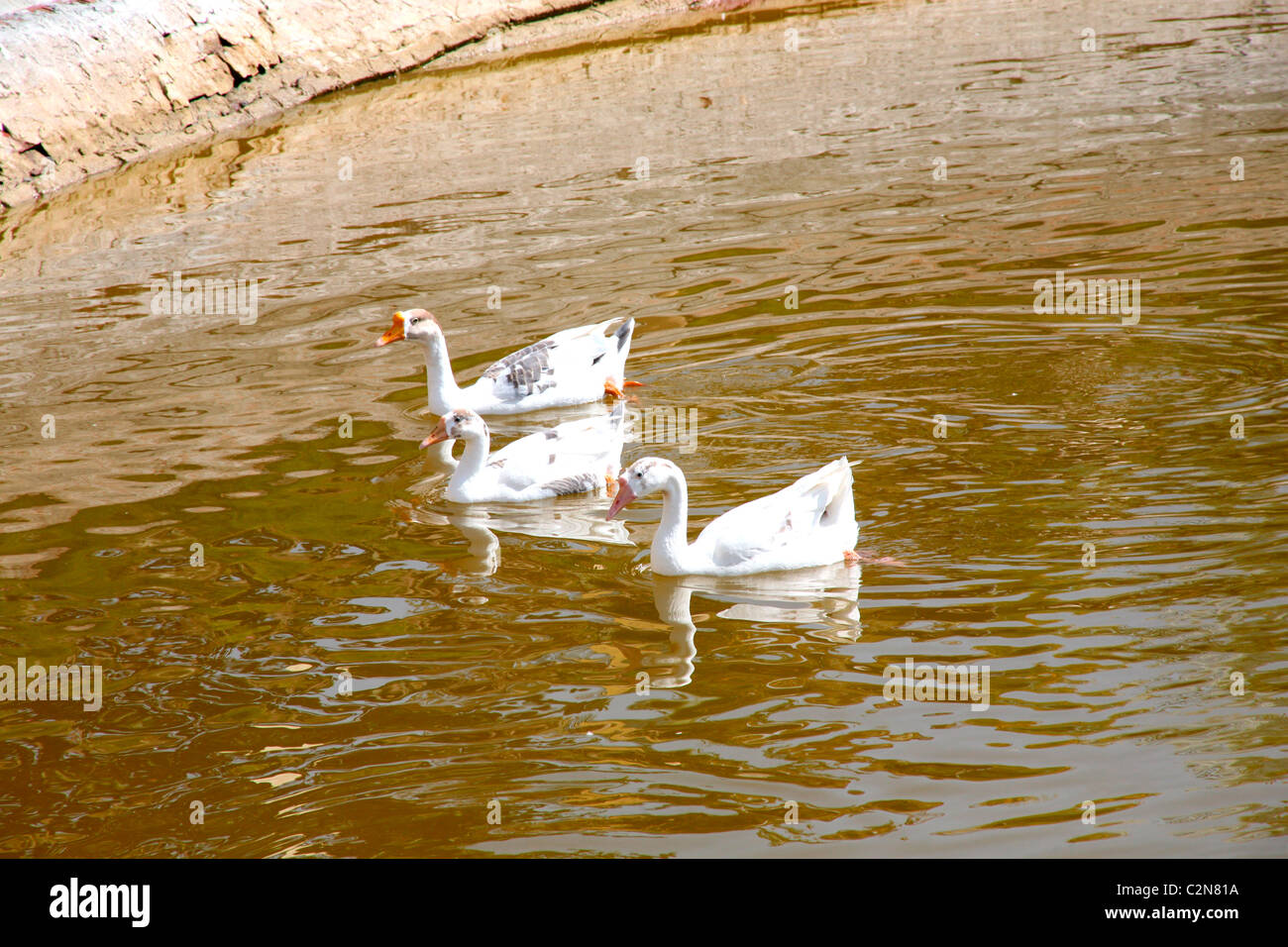 Trois canards nagent Banque de photographies et d’images à haute ...