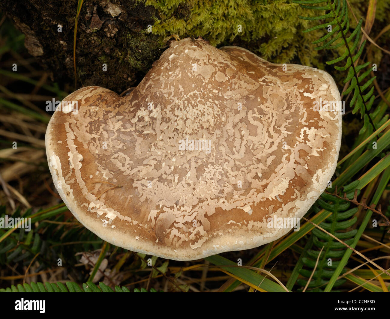 Polypore du bouleau ou Razorstrop, Piptoporus betulinus Champignon ...