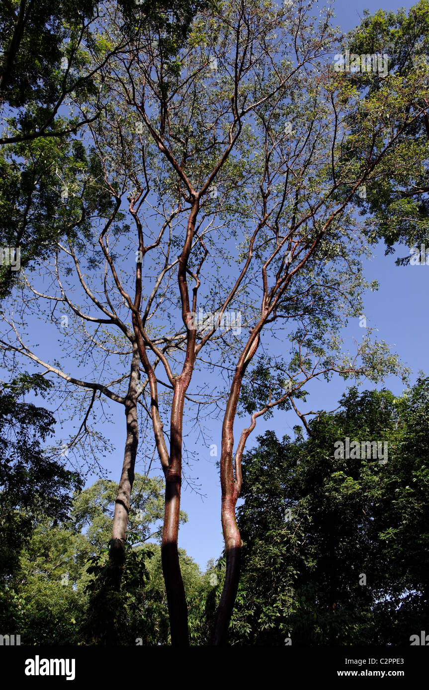 Bursera tree Banque de photographies et d’images à haute résolution - Alamy
