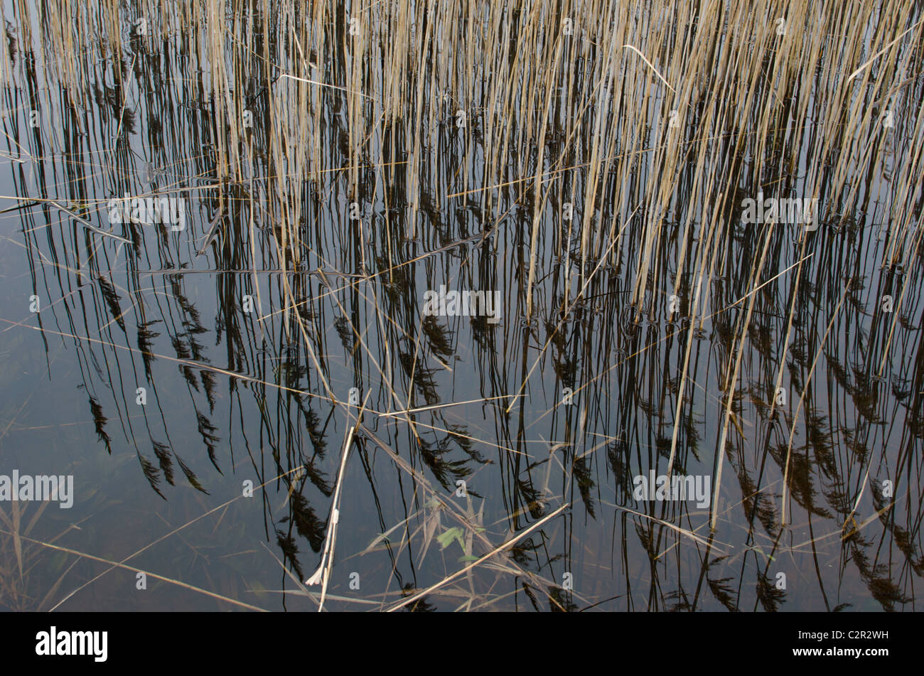 Calamagrostis emodensis Banque de photographies et d’images à haute ...