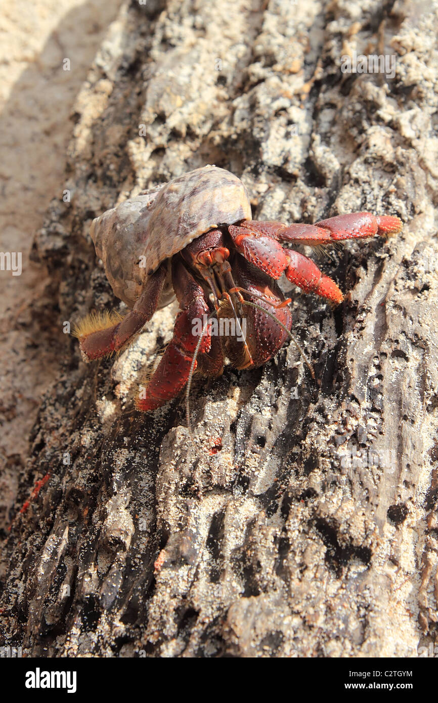 Crabe terrestre ermite rouge Banque de photographies et d’images à ...
