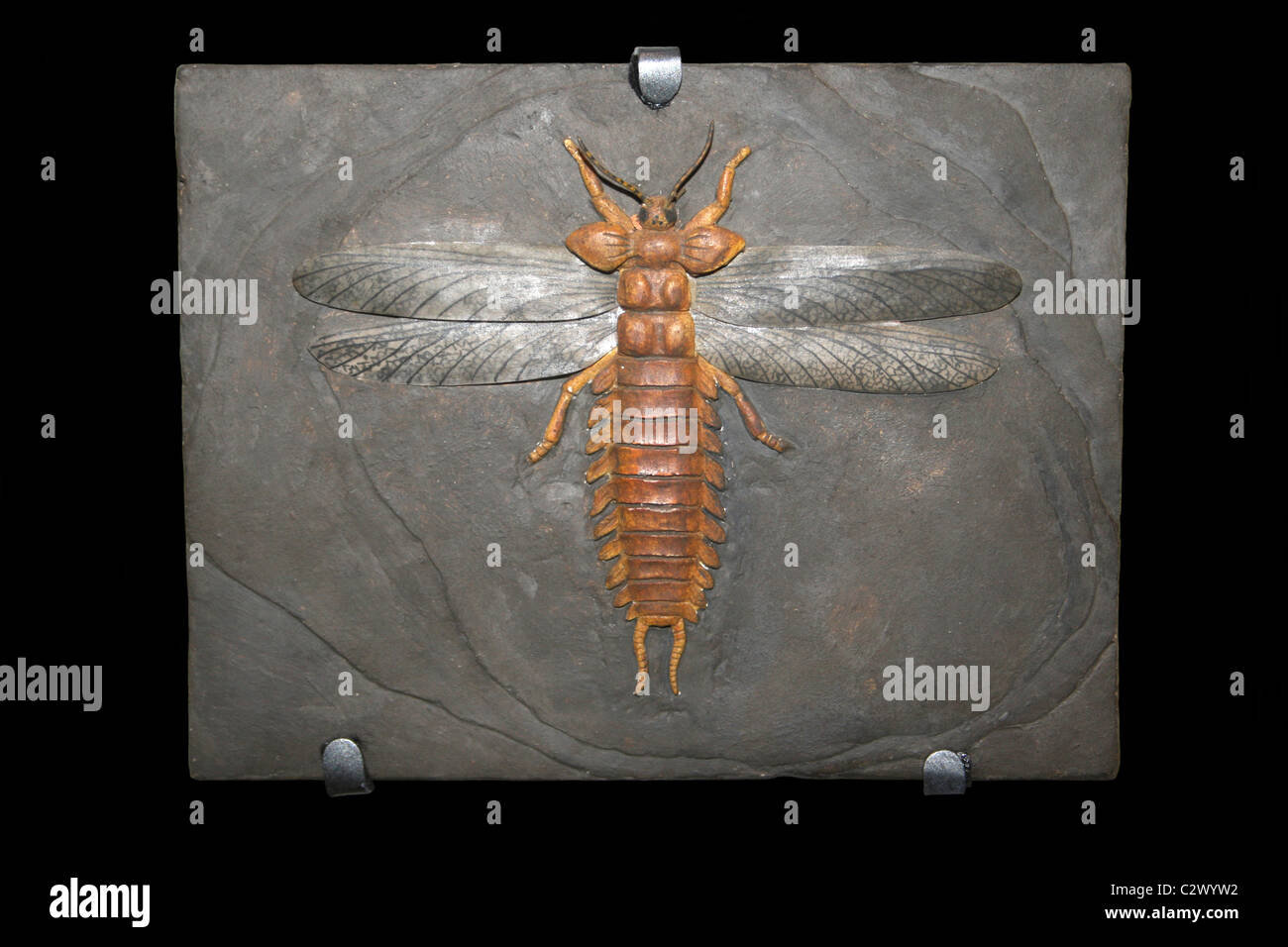Carboniferous dragonfly Banque de photographies et d’images à haute ...