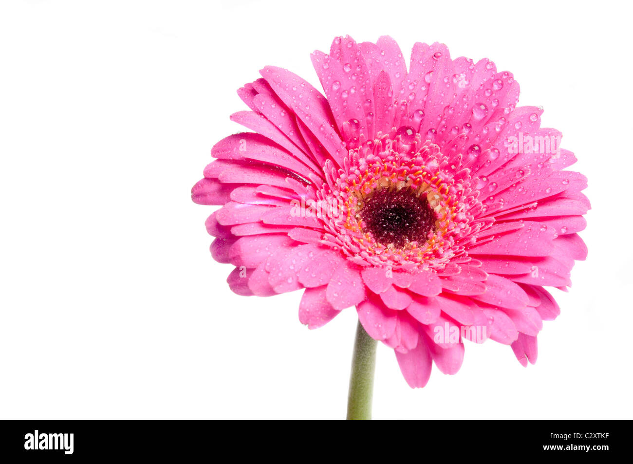 Marguerite rose de gerbera Banque d'images détourées - Alamy