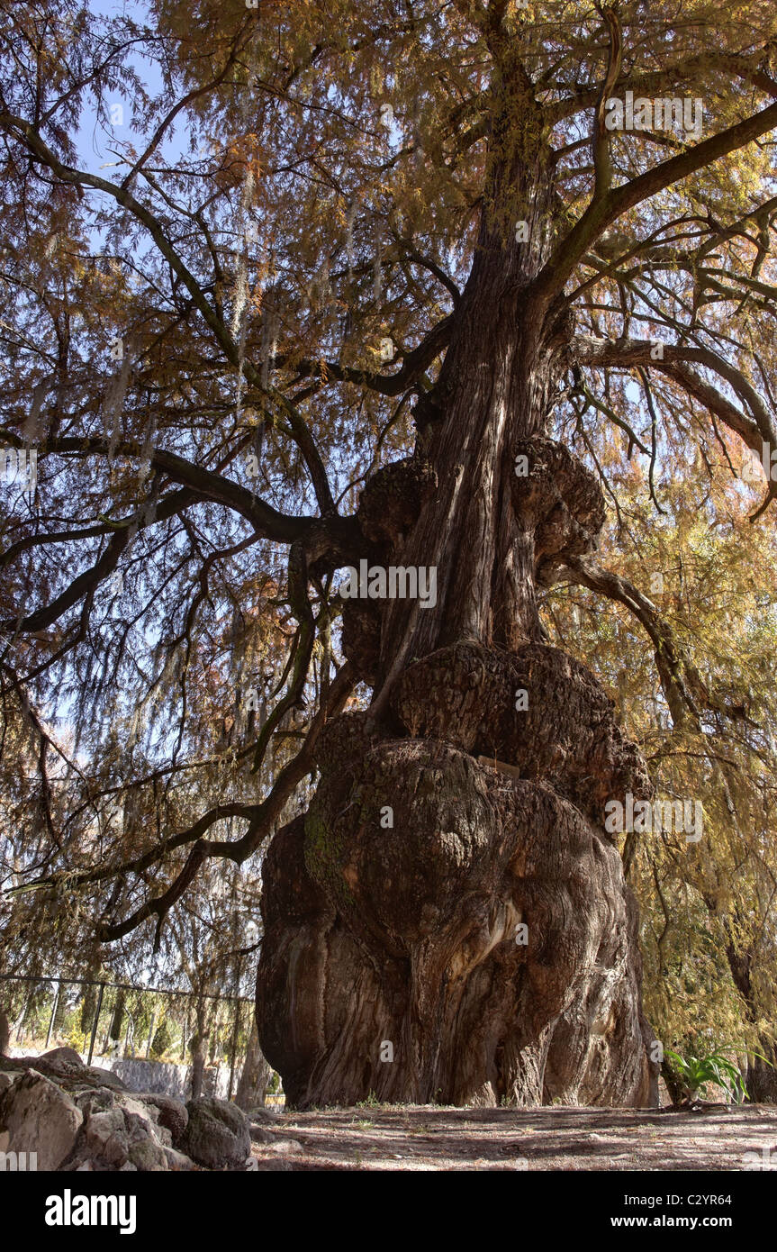 Arbre Ahuehuete Taxodium mucronatum) (également connu sous le nom de ...