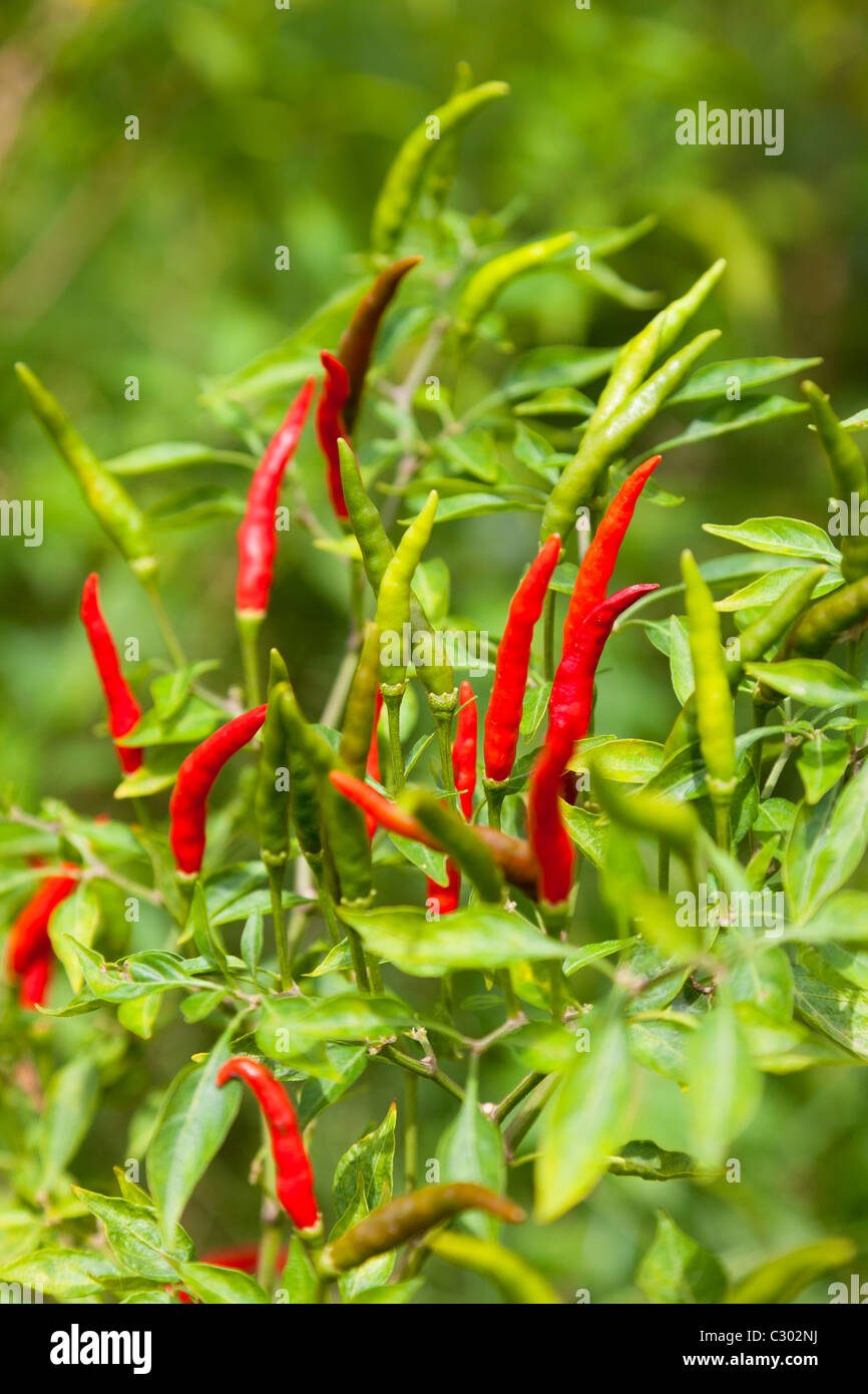 Piment oiseau Banque de photographies et d’images à haute résolution ...