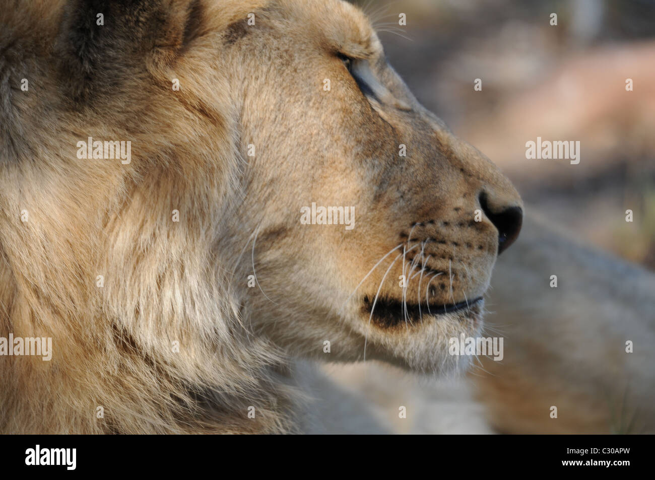 Portrait lion Banque de photographies et d’images à haute résolution ...