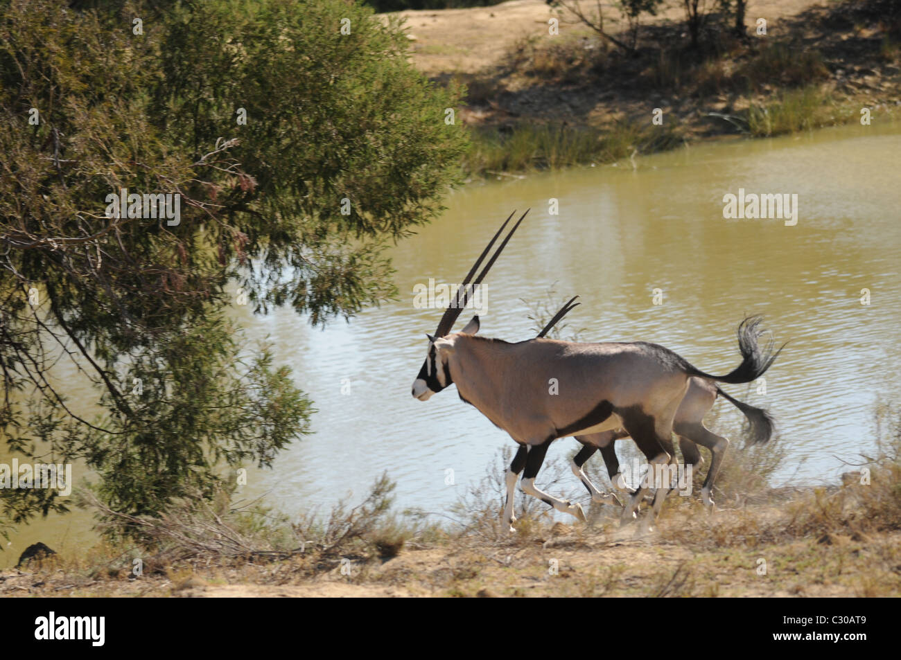 Grande antilope Banque de photographies et d’images à haute résolution ...