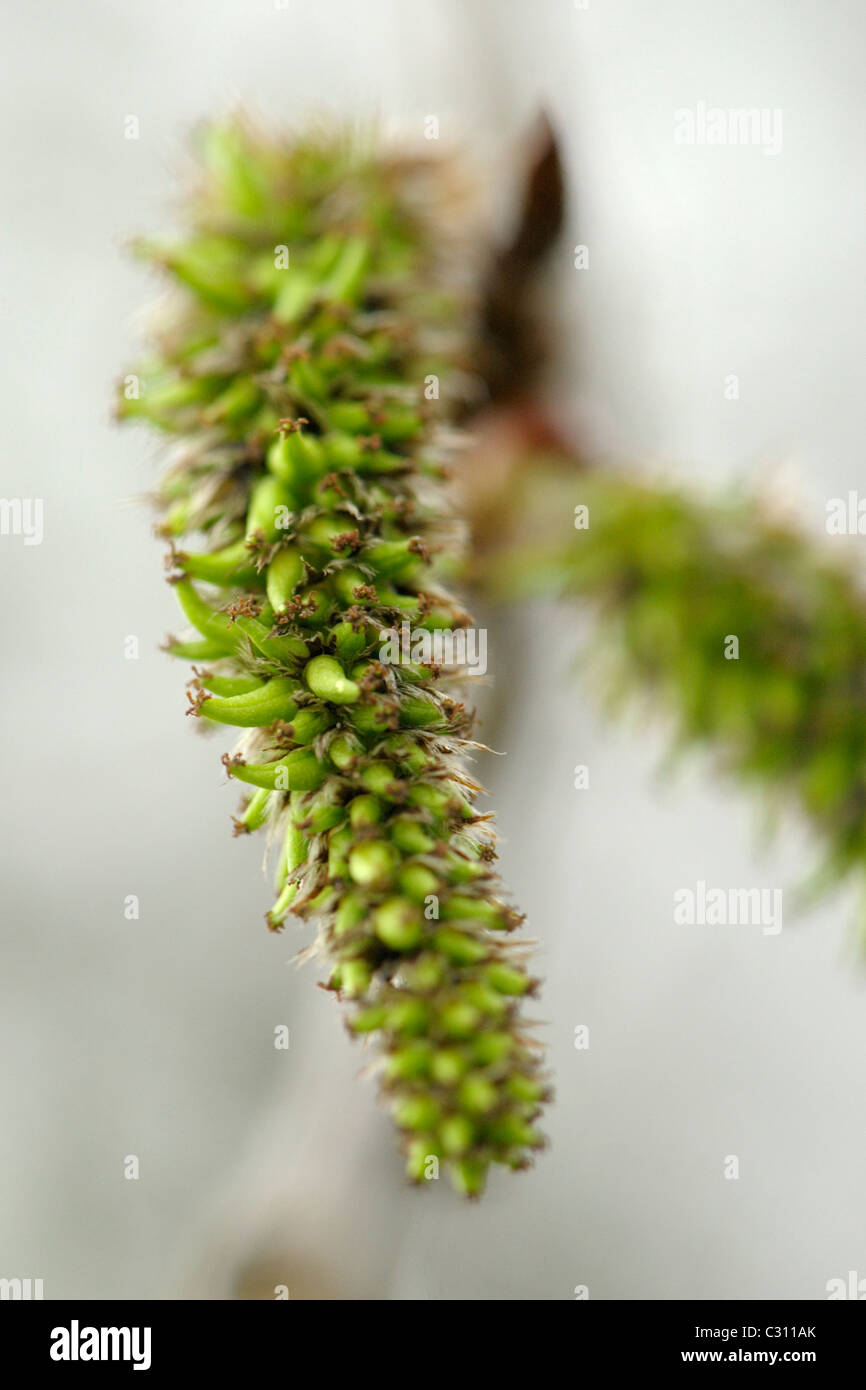 Populus seed Banque de photographies et d’images à haute résolution - Alamy