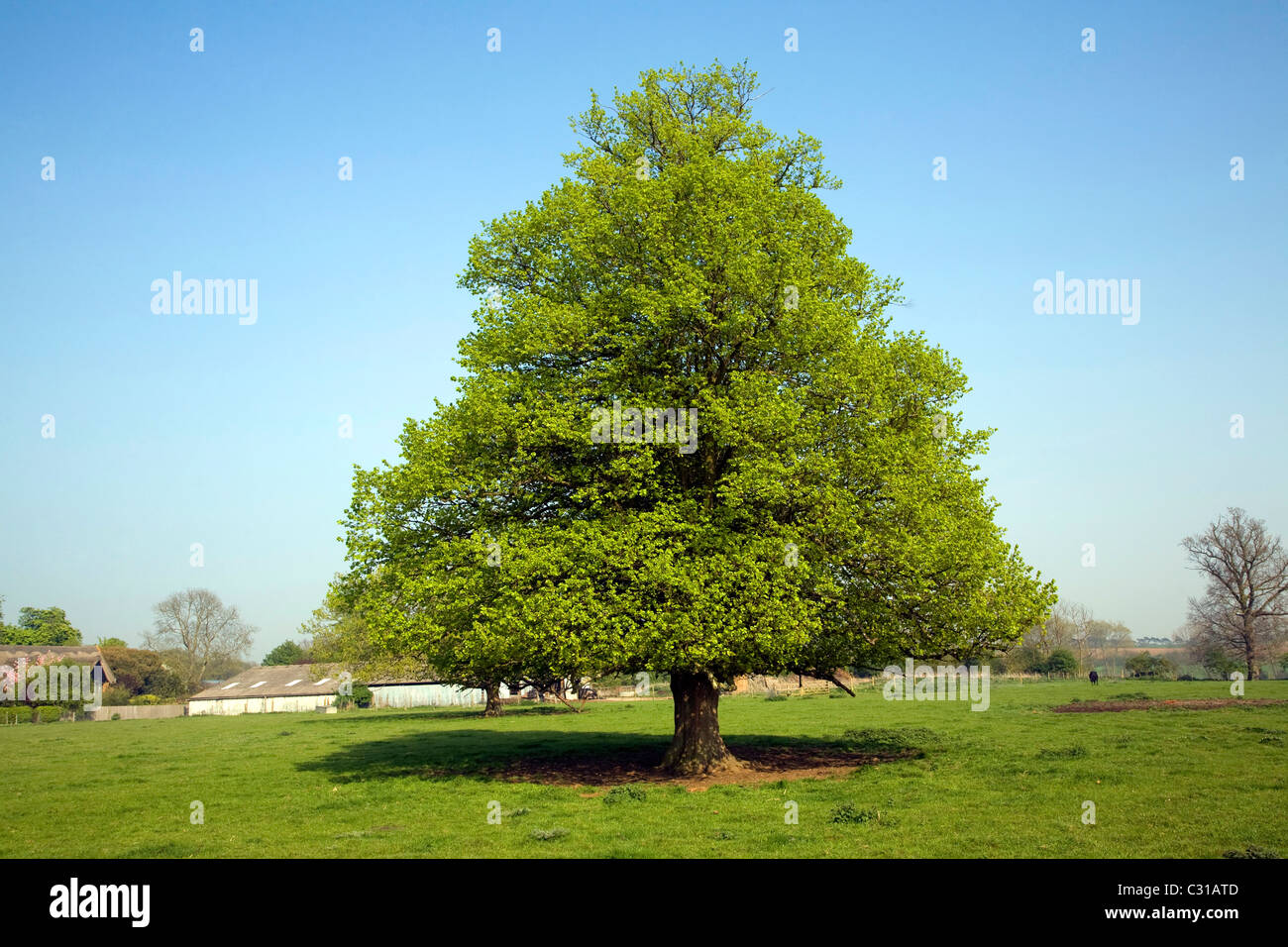 Tilia europaea Banque de photographies et d’images à haute résolution ...