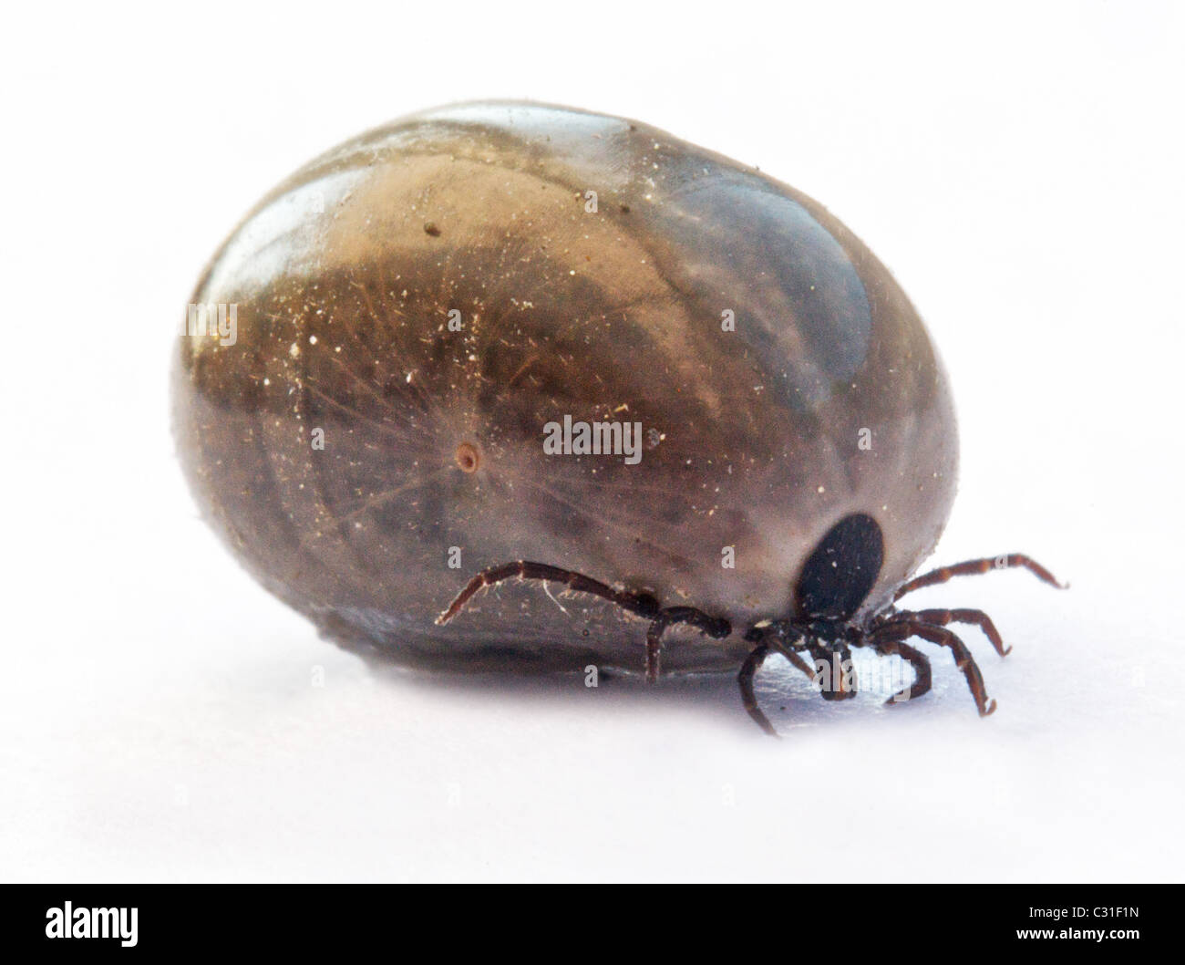 Tiques de mouton Banque d'images détourées - Alamy