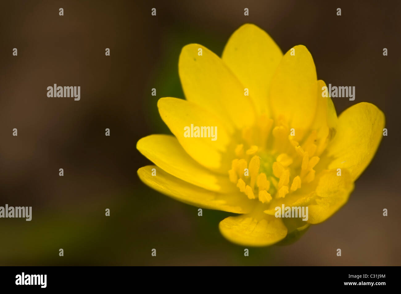 Ficaria grandiflora belle Banque de photographies et d’images à haute ...