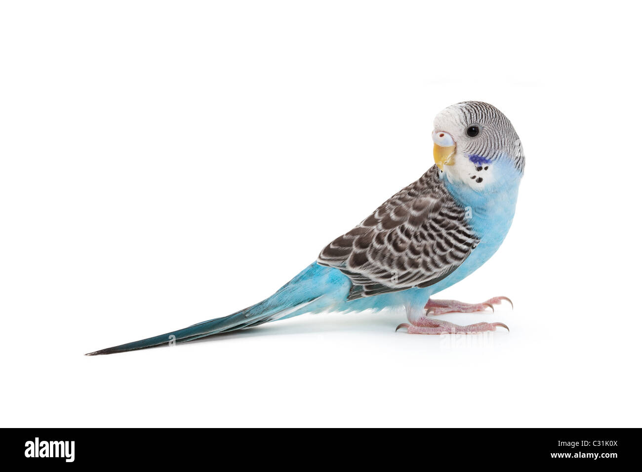 Perruche ondulée Banque de photographies et d’images à haute résolution ...