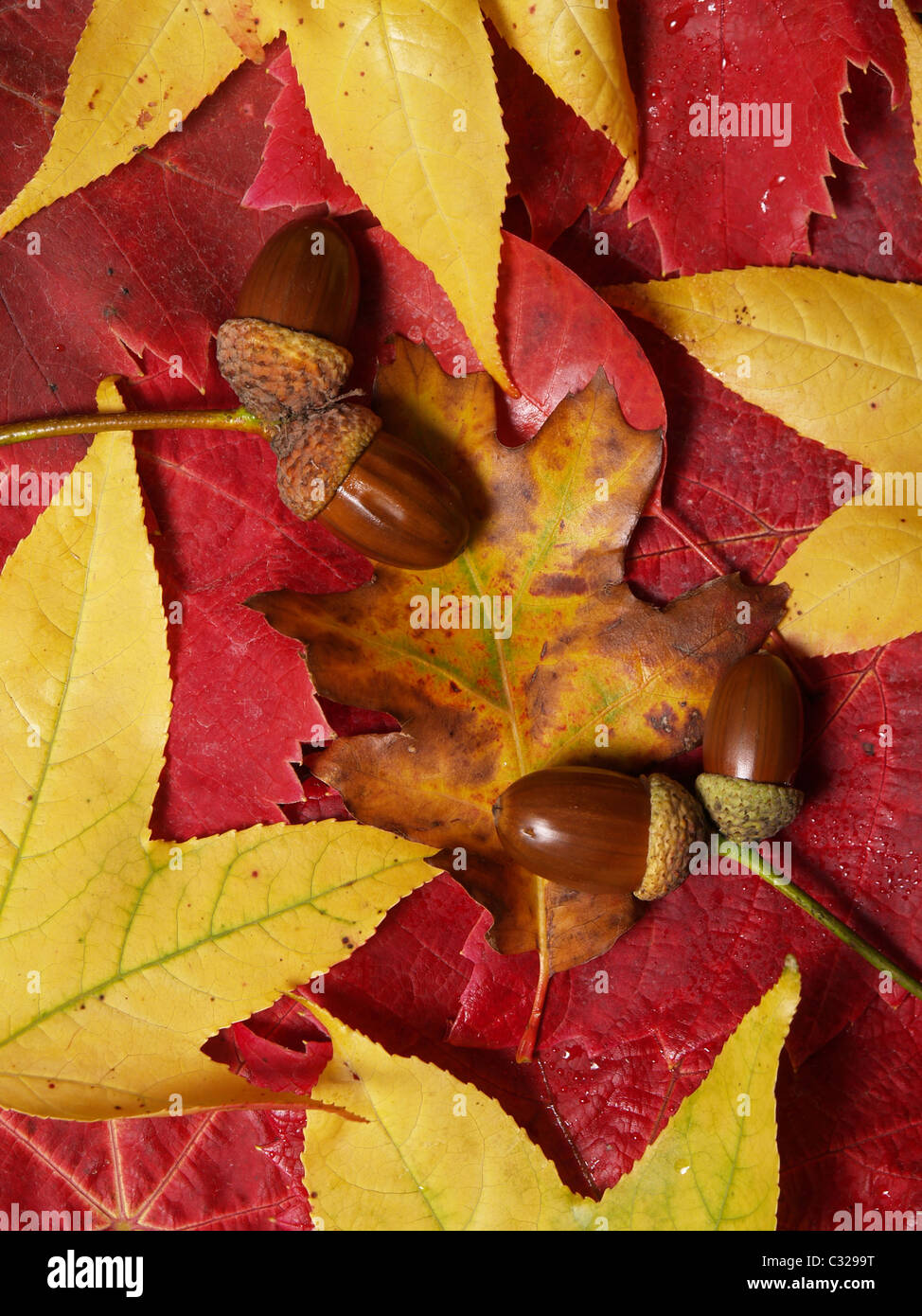 Feuille et glands Banque de photographies et d’images à haute ...