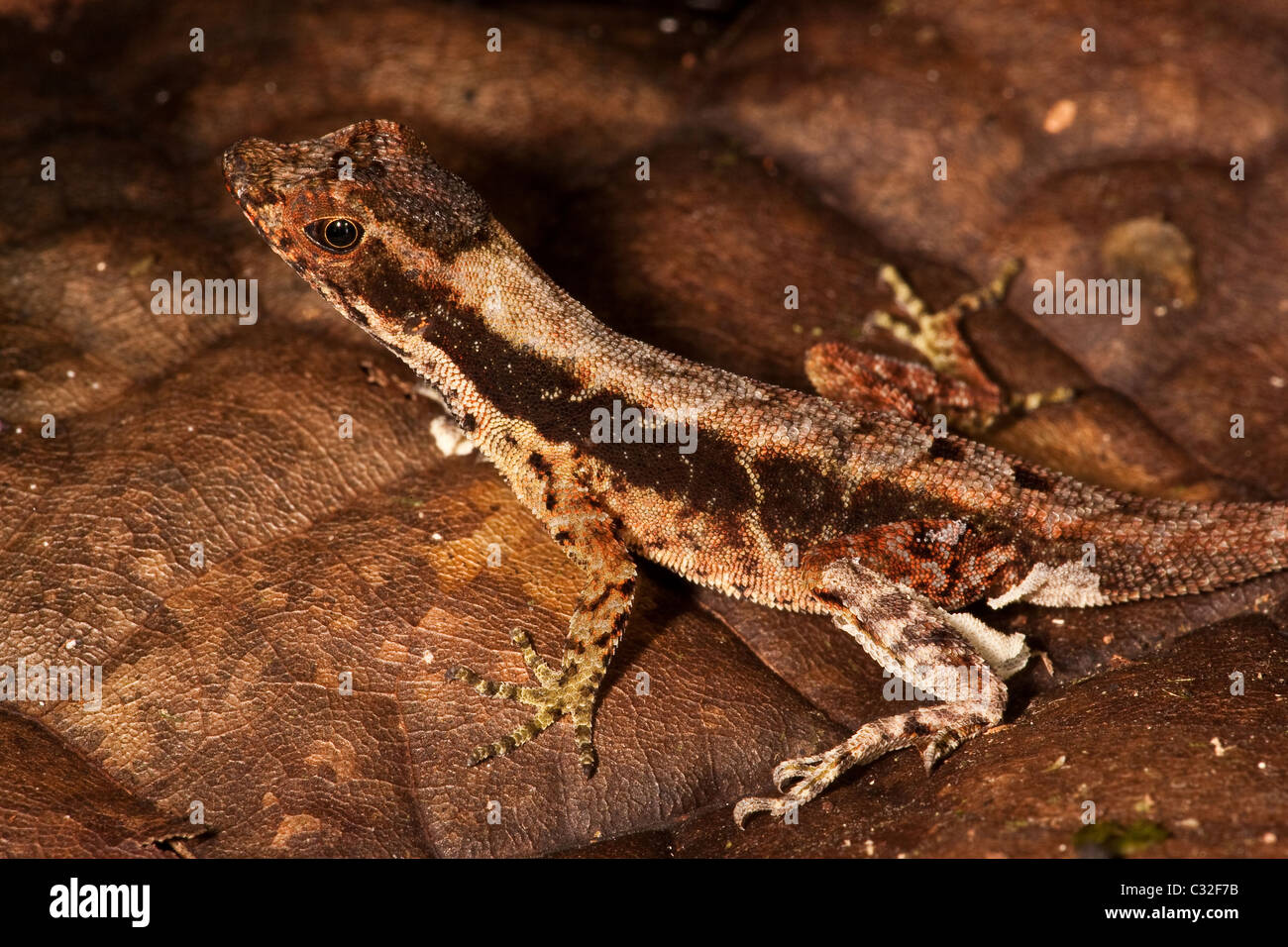 Lizard sur la forêt tropicale étage d'Altos de Campana national park ...