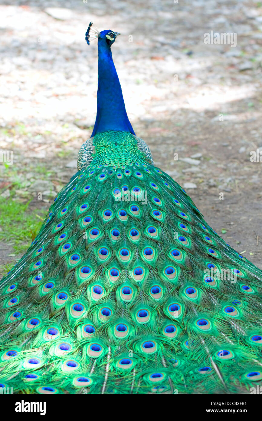 Un déploiement de la queue de paon Photo Stock - Alamy Un déploiement de la queue de paon Photo Stock - Alamy