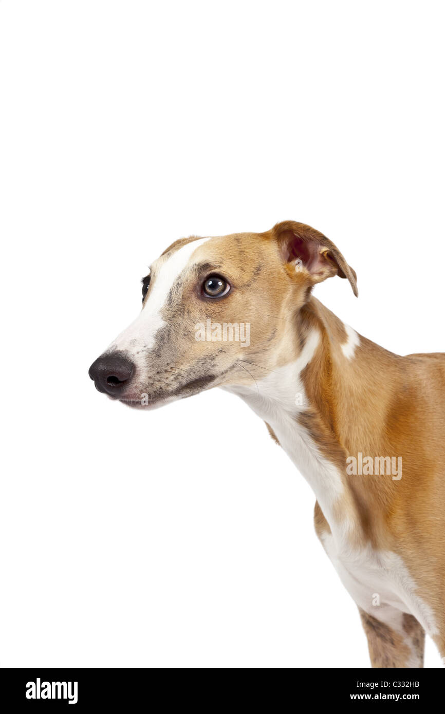 Whippet side view Banque de photographies et d’images à haute ...