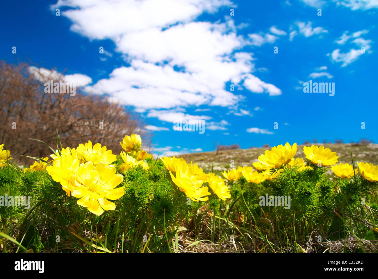 Adonis flowers Banque de photographies et d’images à haute résolution ...