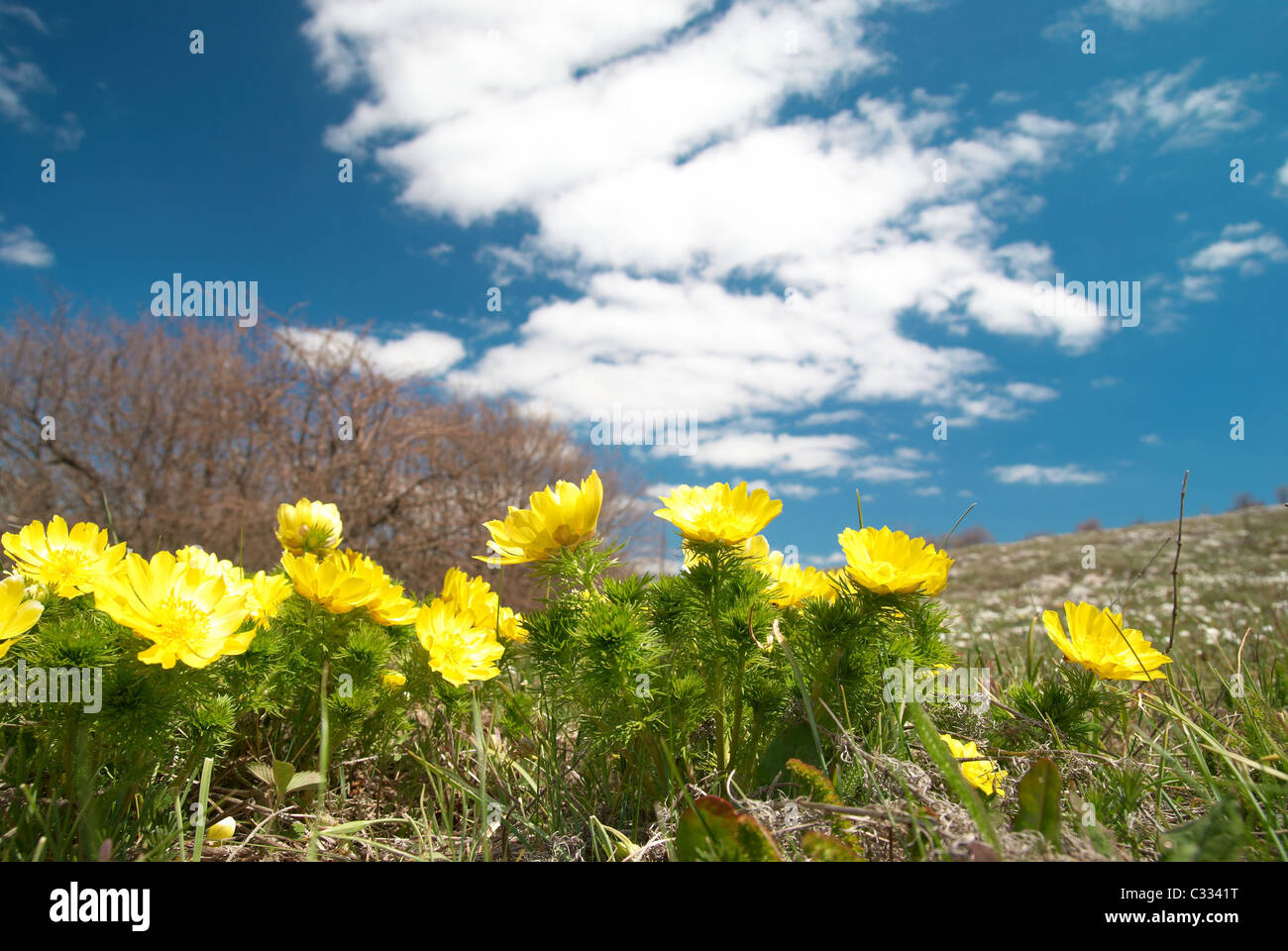 Adonis flowers Banque de photographies et d’images à haute résolution ...