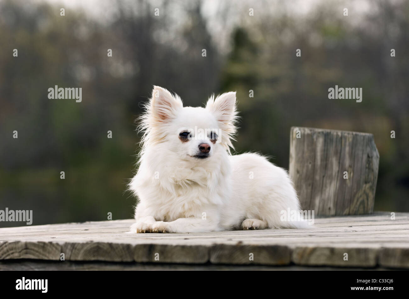 Chihuahua Blanc Poil Long