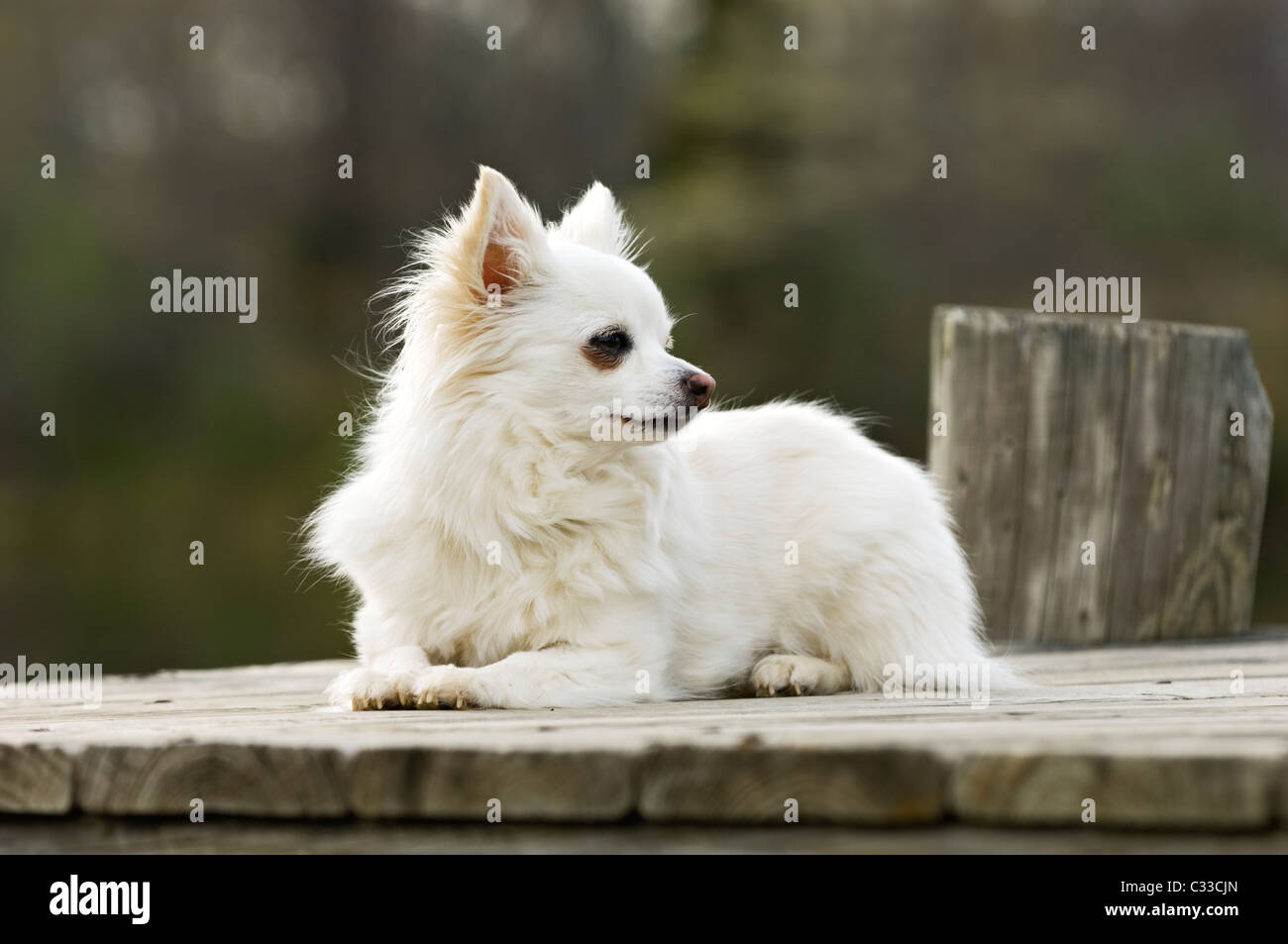 Chihuahua Blanc Poil Long
