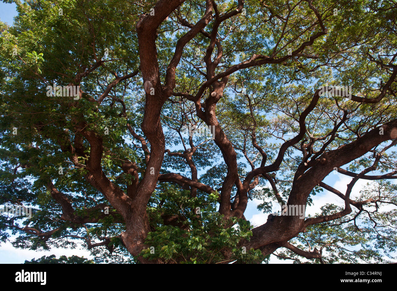 Monkey pod tree Banque de photographies et d’images à haute résolution ...