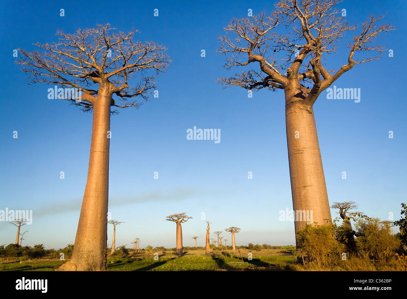 Baobab dans la savane verte Banque de photographies et d’images à haute ...