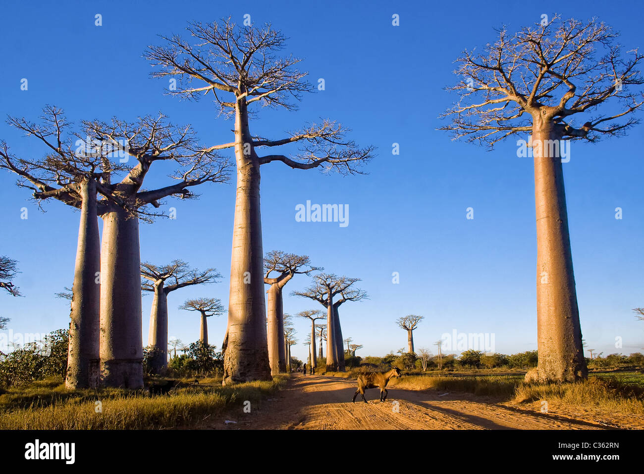 Baobab Dans La Savane Verte Banque d'image et photos - Alamy