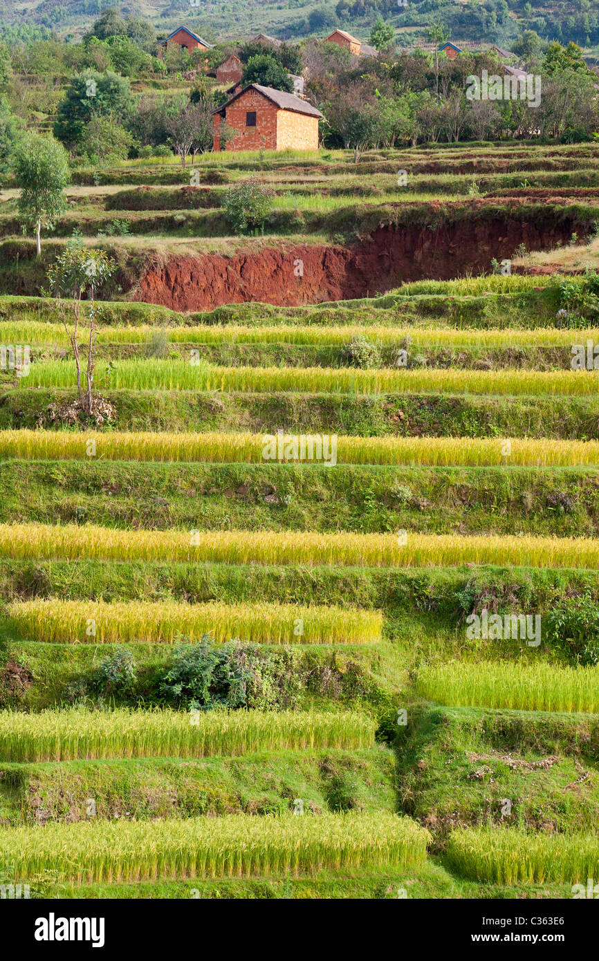 Paysage de rizière madagascar Banque de photographies et d’images à ...