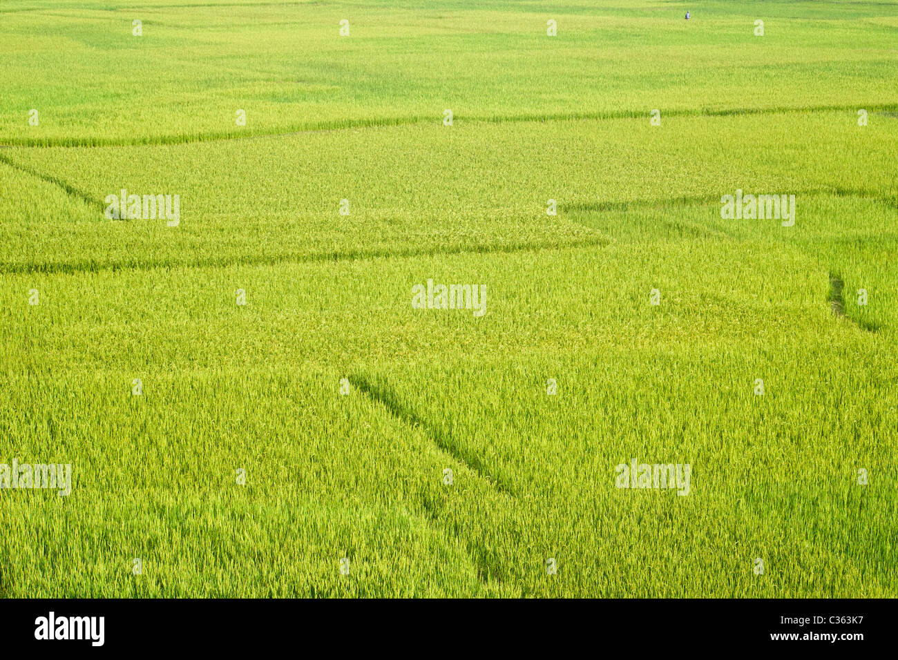 Paysage de rizière madagascar Banque de photographies et d’images à ...