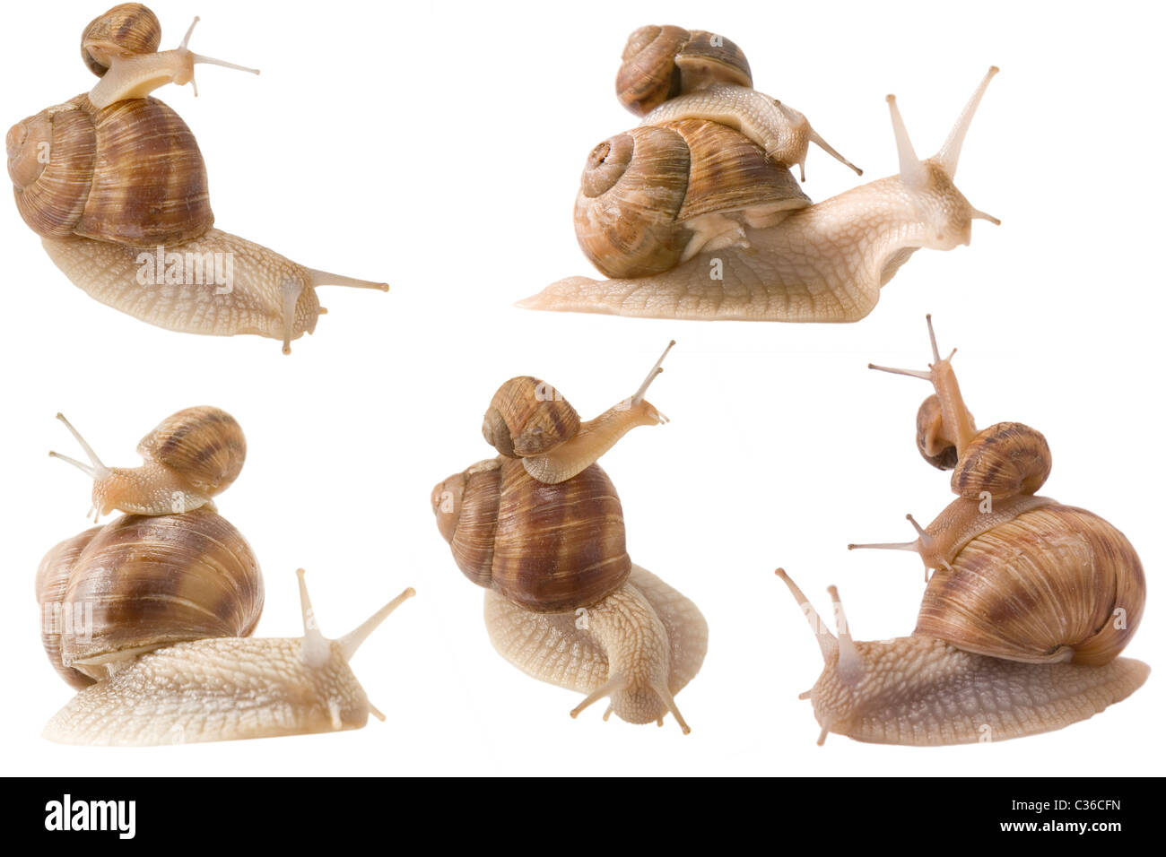 Escargots de jardinage Banque d'images détourées - Alamy