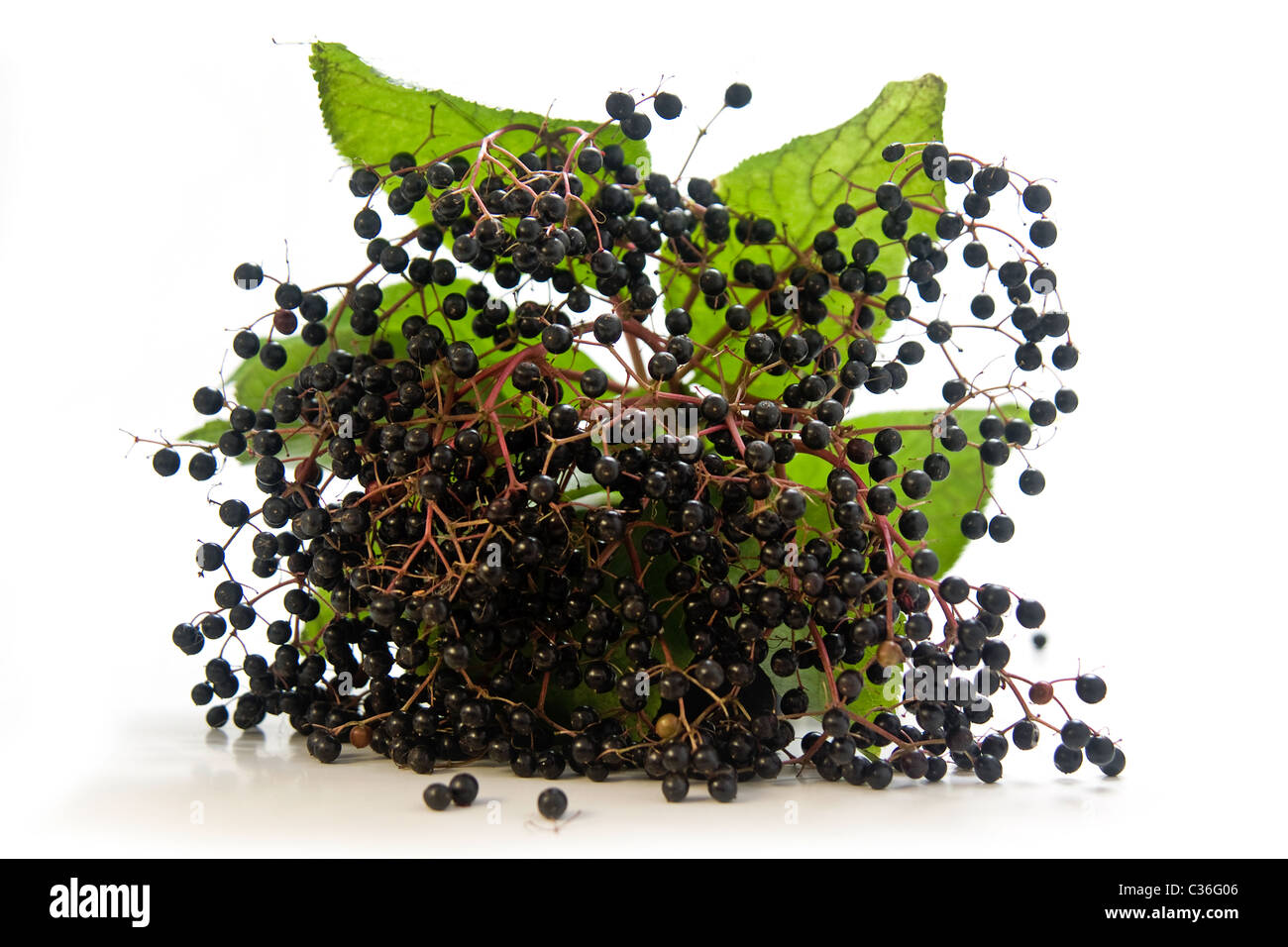 Sureau ou sureau Banque d'images détourées - Alamy