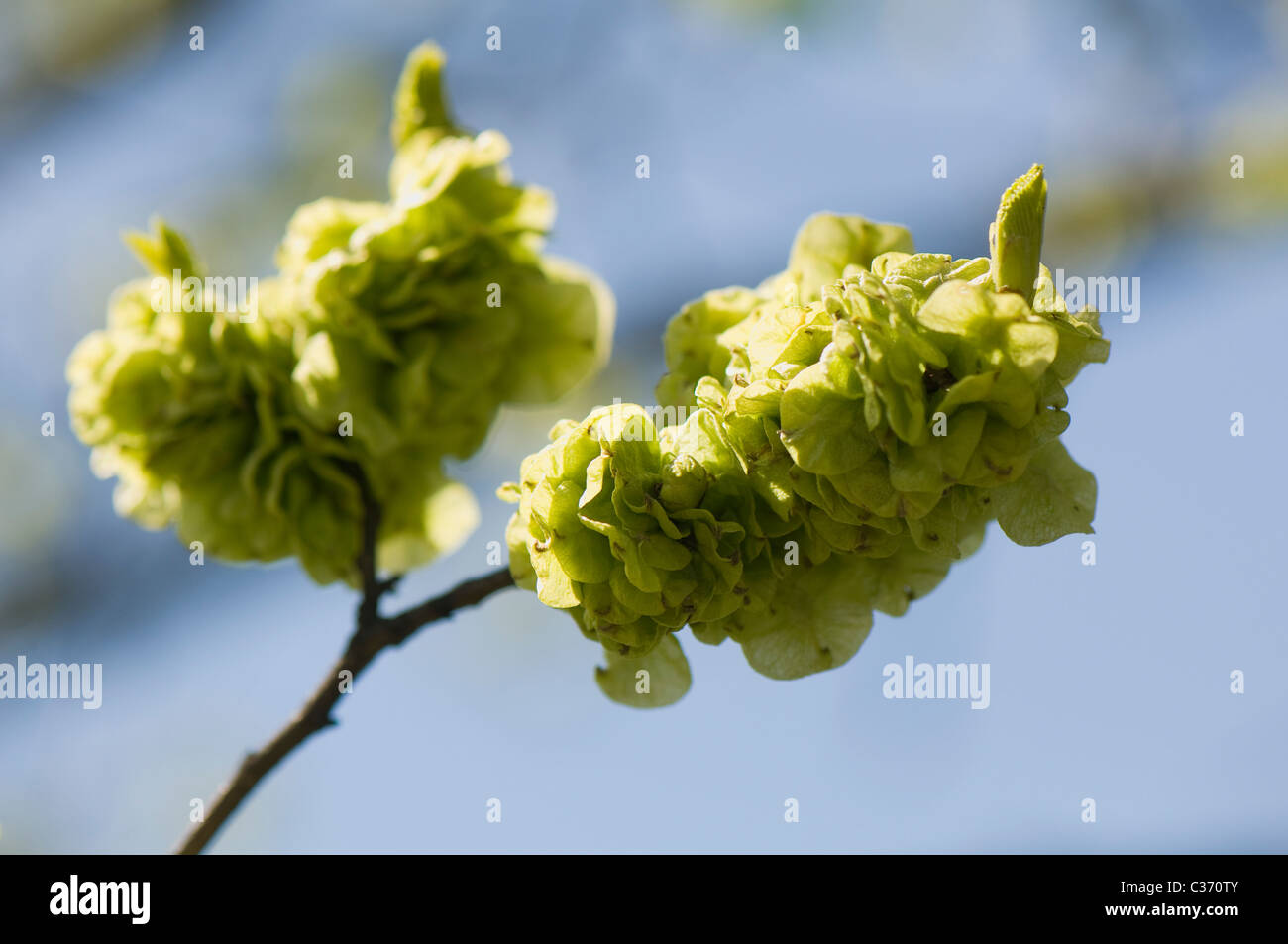 Ulmus sp Banque de photographies et d’images à haute résolution - Alamy