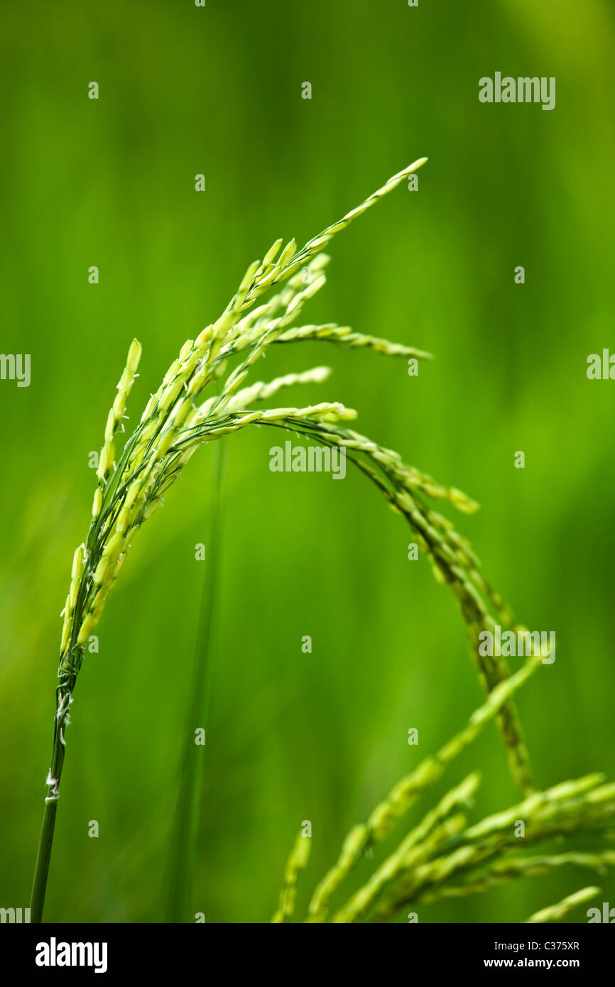 Rizière inondé Banque de photographies et d’images à haute résolution ...