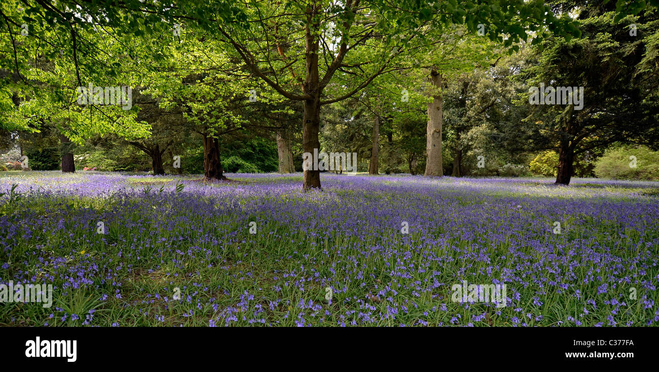English bluebells Banque de photographies et d’images à haute ...