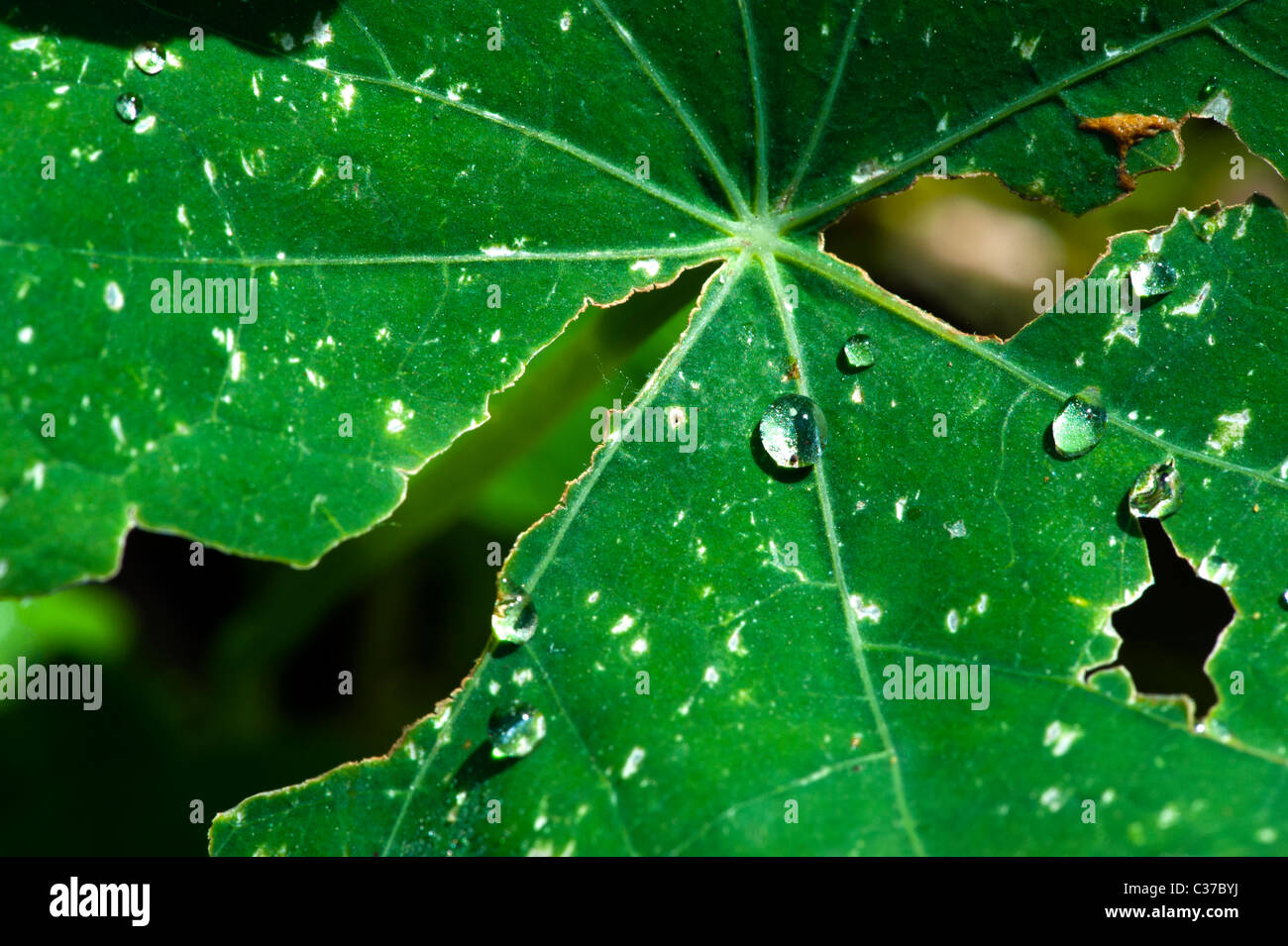 Monks cress Banque de photographies et d’images à haute résolution - Alamy