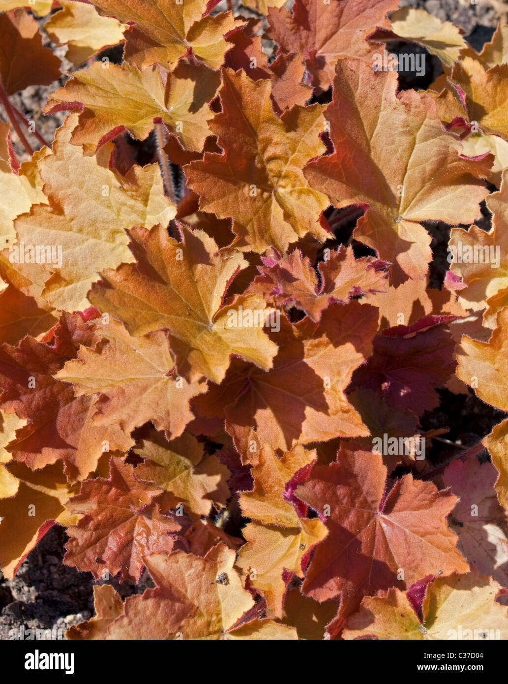 Heuchera heuchera caramel Banque de photographies et d’images à haute ...