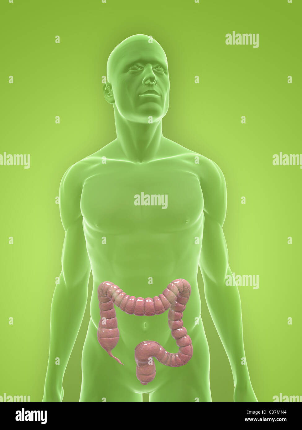 Colon humain Banque de photographies et d’images à haute résolution ...