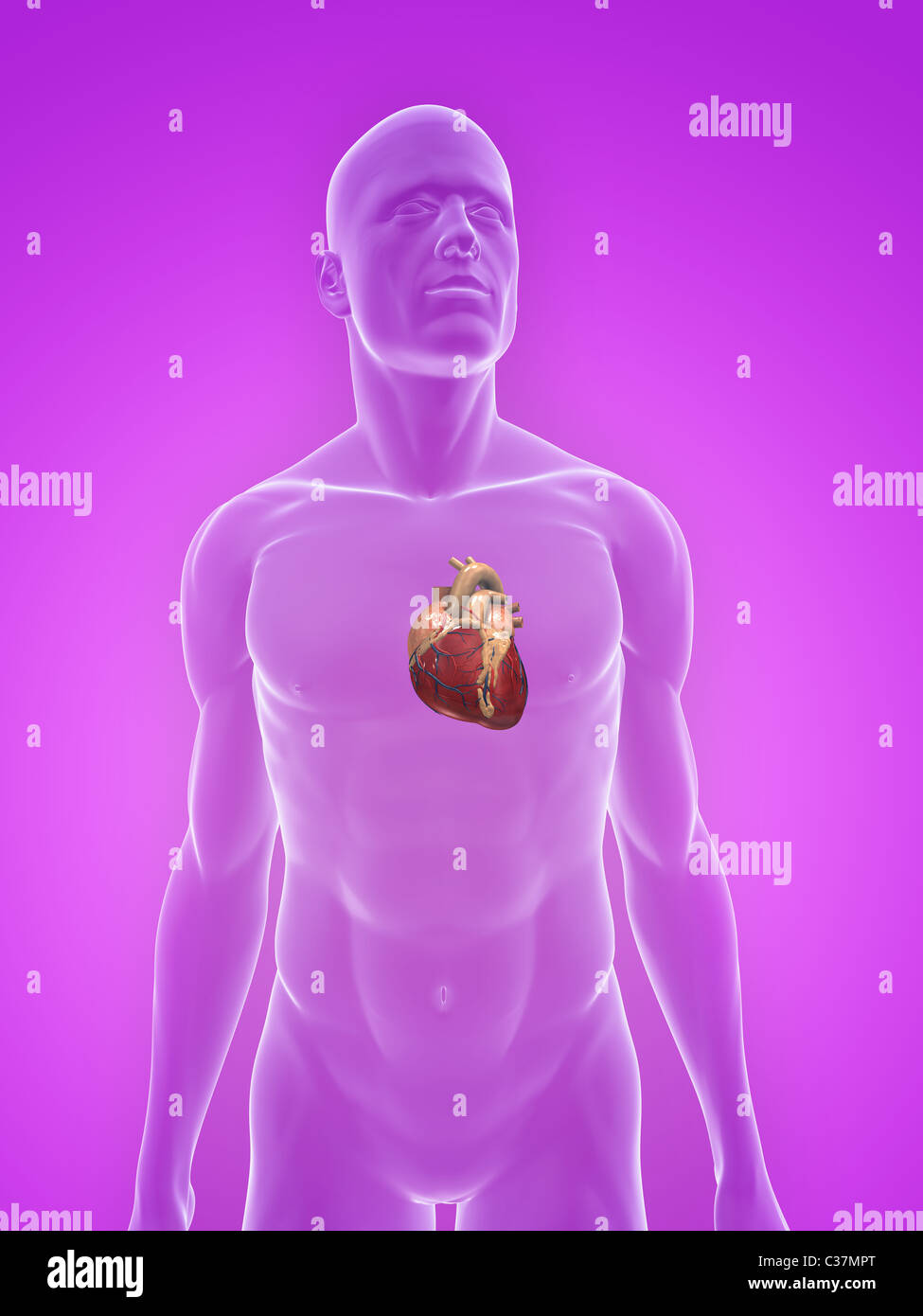 Coeur humain Banque de photographies et d’images à haute résolution - Alamy