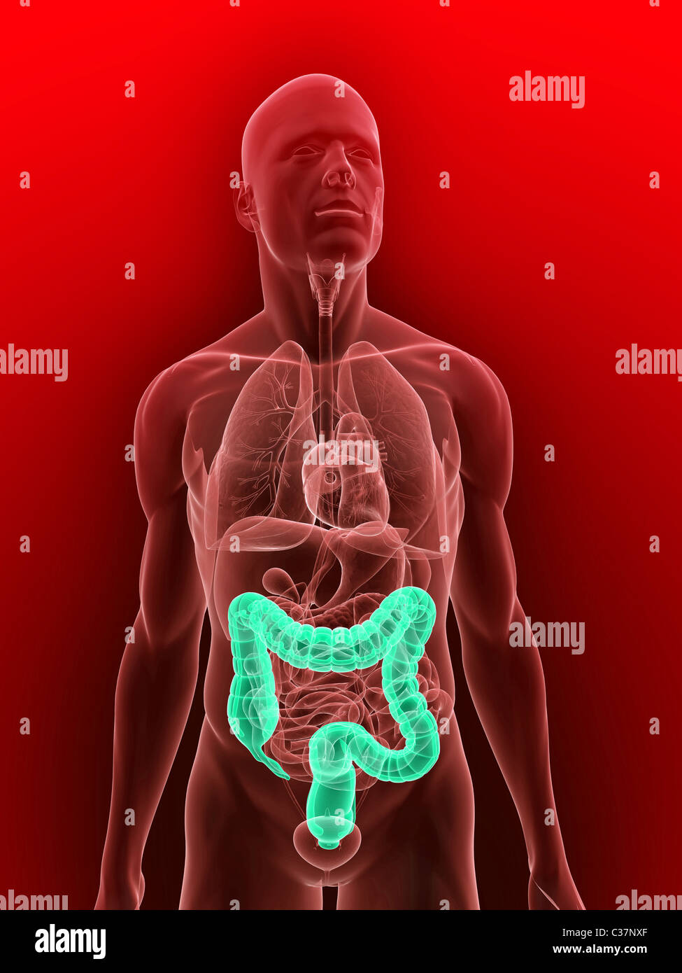 Colon humain Banque de photographies et d’images à haute résolution ...