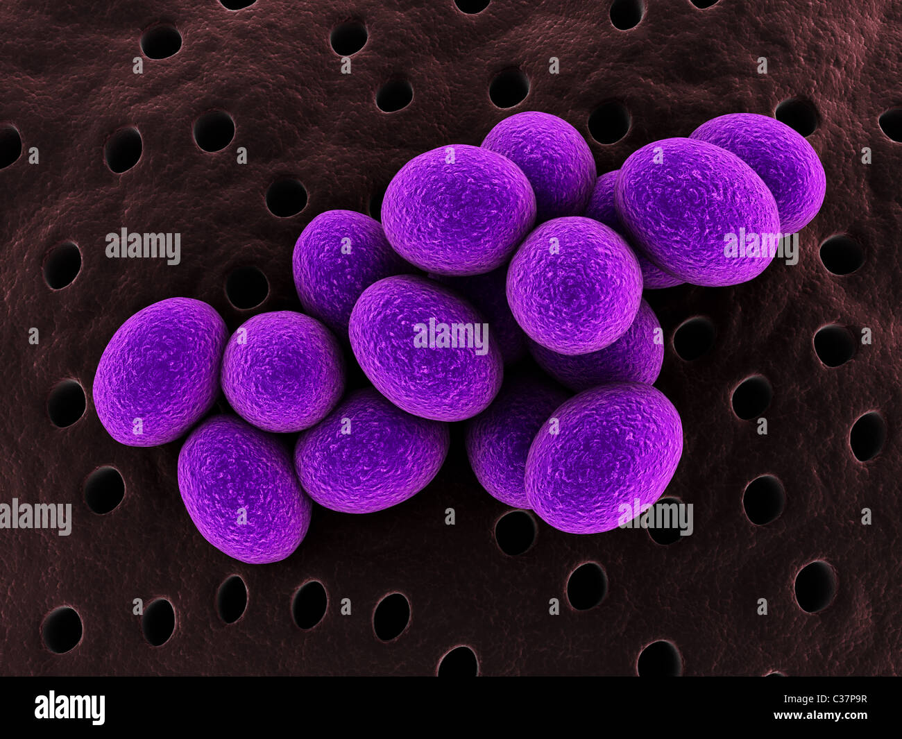 Staphylococcus bacteria Banque de photographies et d’images à haute ...